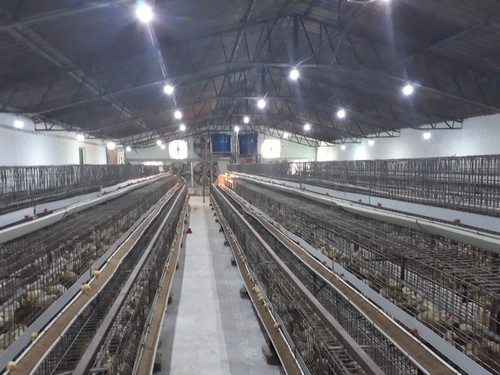 Layer Farming - Poultry Expert